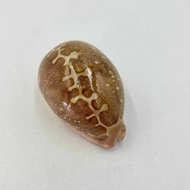 Natural Mappa Cowrie Sea Shells || Trunk Show – Nature's Treasures