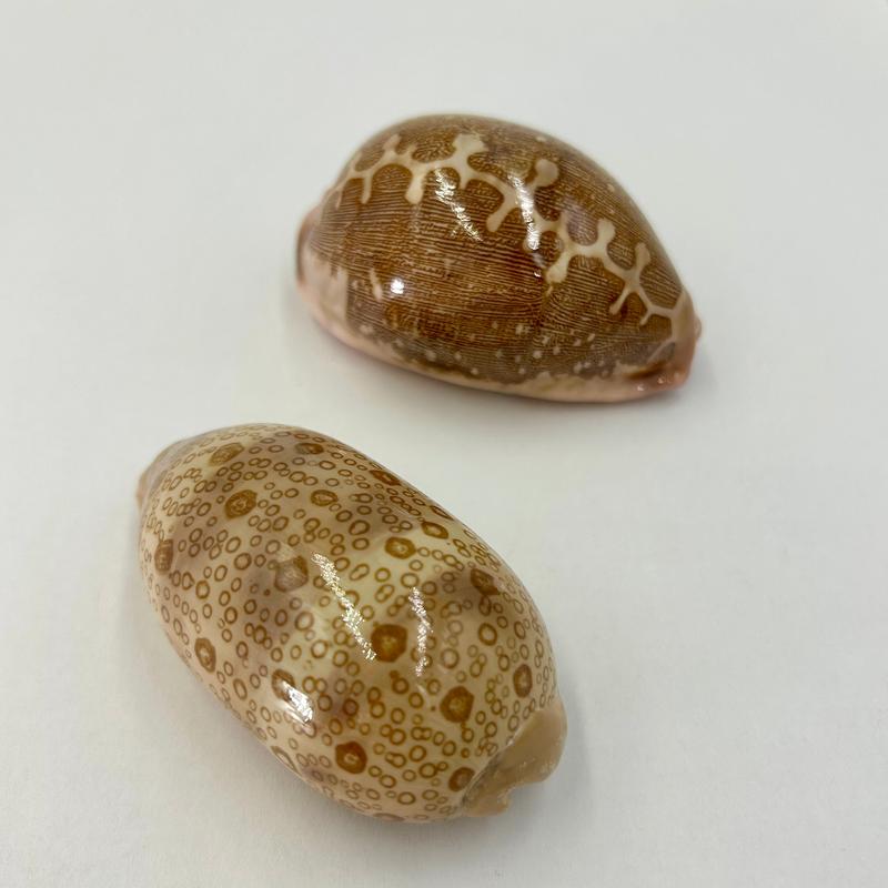 Natural Mappa Cowrie Sea Shells || Trunk Show – Nature's Treasures